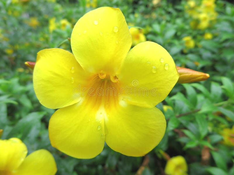 Allamanda flower stock image. Image of beauty, closeup - 97837717