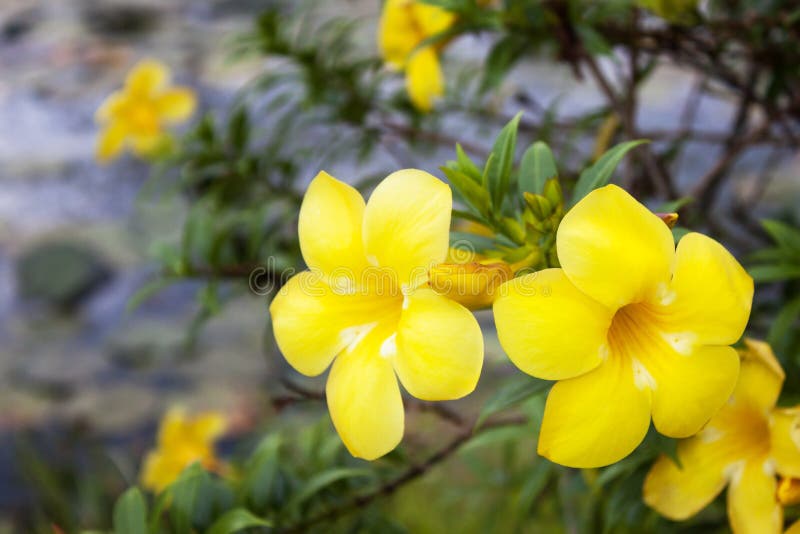 Allamanda flower stock image. Image of beauty, closeup - 97837717