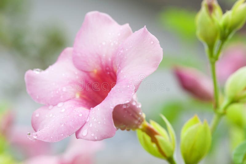 Allamanda Flower stock image. Image of floral, element - 31735671