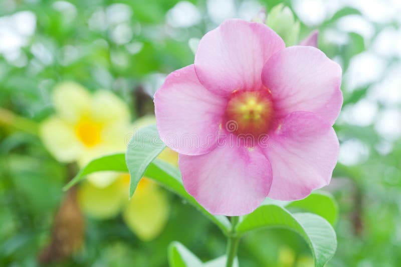 Allamanda Flower stock image. Image of element, asia - 31735681