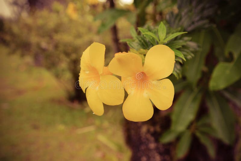 Allamanda Flower on the Tree, Close Ups Stock Image - Image of bright ...