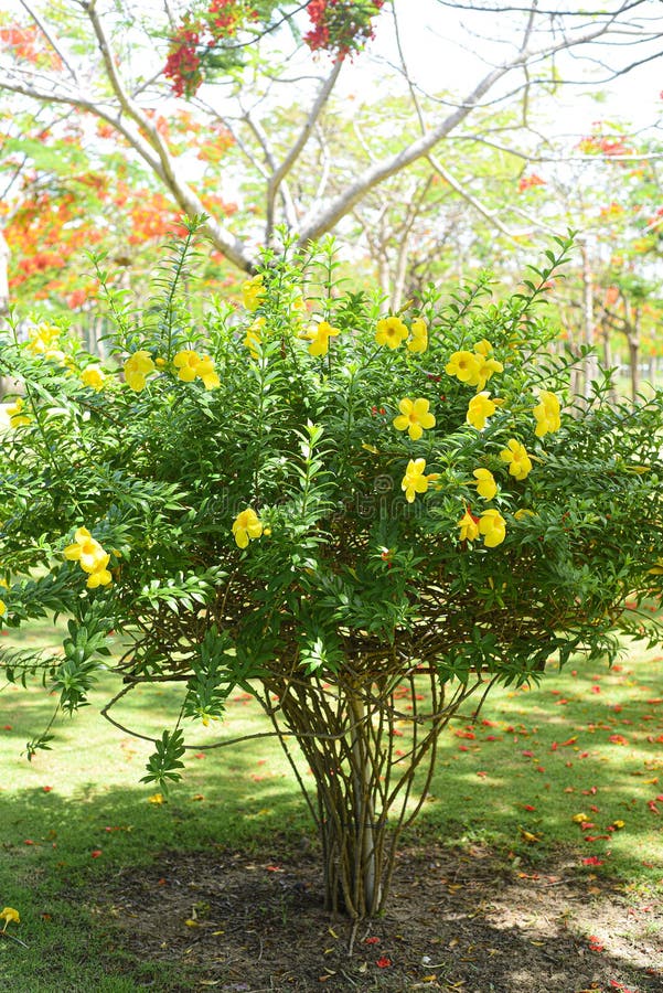 Allamanda Flower Growing in Vietnam Close Up Stock Image - Image of ...