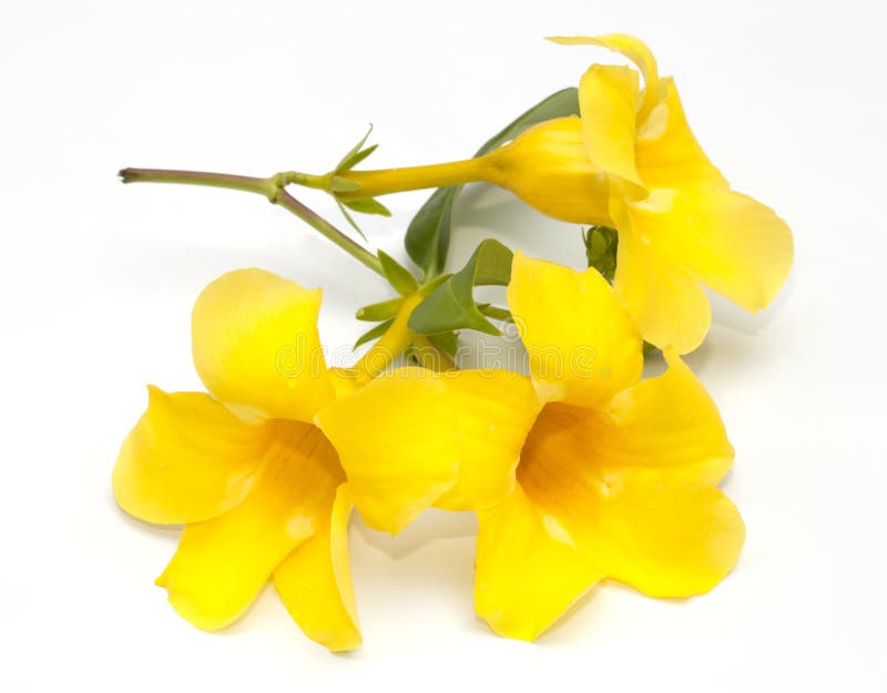 Allamanda flower stock image. Image of beauty, closeup - 97837717