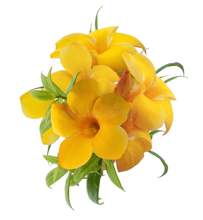 Allamanda Flower Isolated on White Background Stock Image - Image of ...