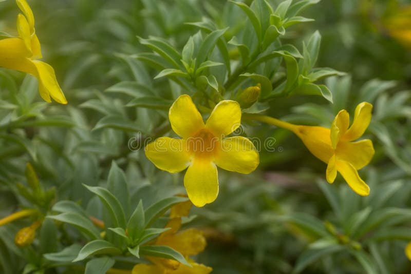 Allamanda flower stock image. Image of beauty, closeup - 97837717