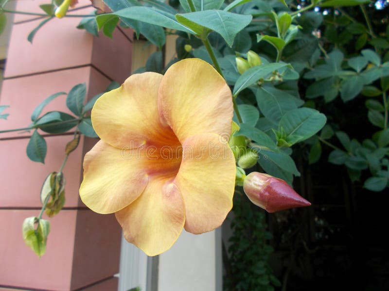 Allamanda flower stock image. Image of beauty, closeup - 97837717