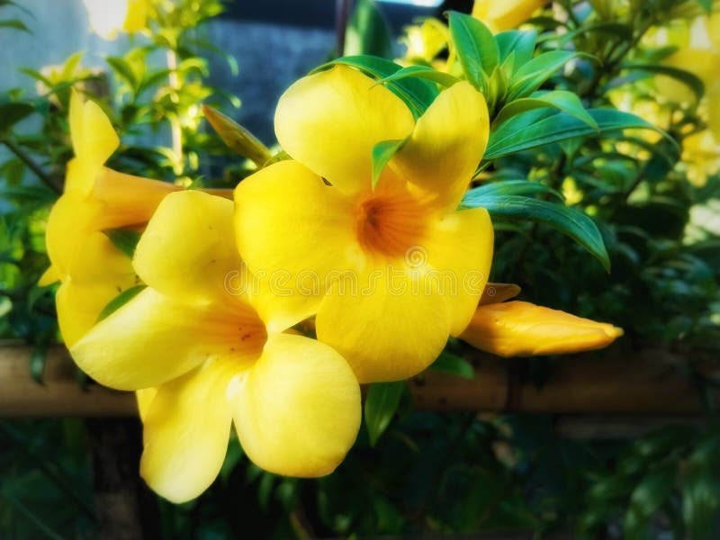 Allamanda Flower Seen from the Front Angle Stock Image - Image of ...