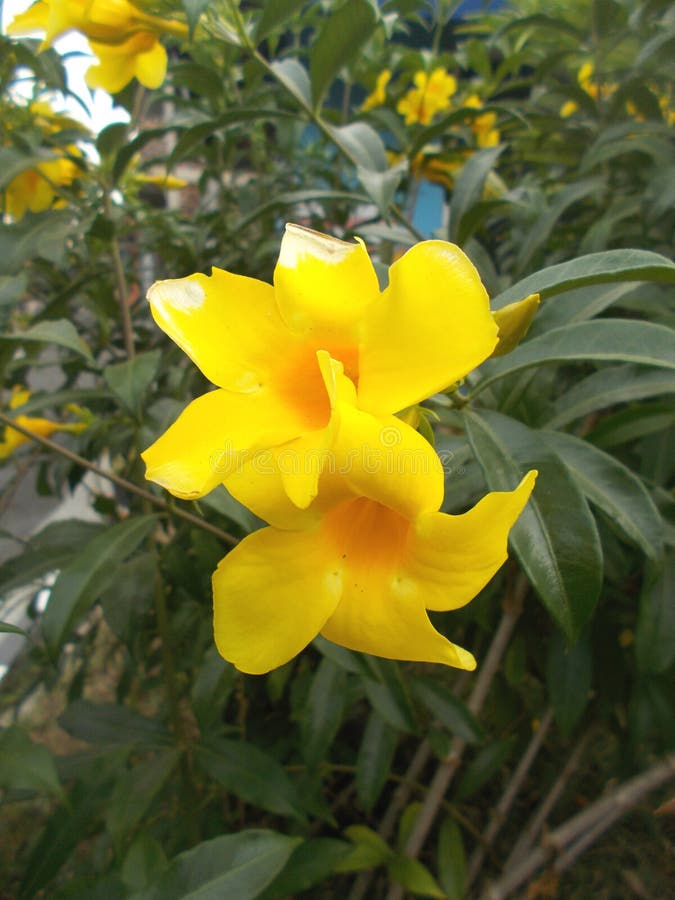 Allamanda Flower on the Tree, Close Ups Stock Image - Image of bright ...