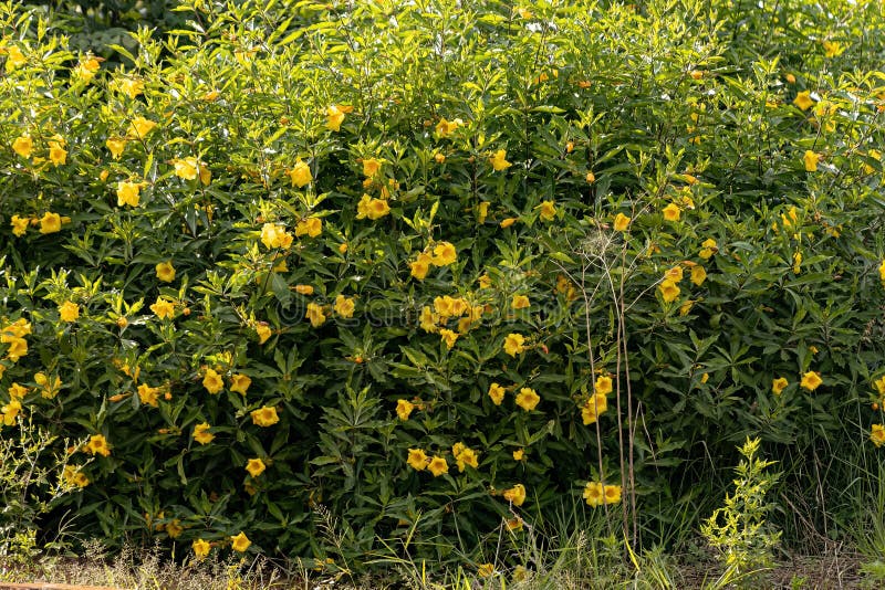 Allamanda Flowering Plant stock image. Image of botanical - 283676513