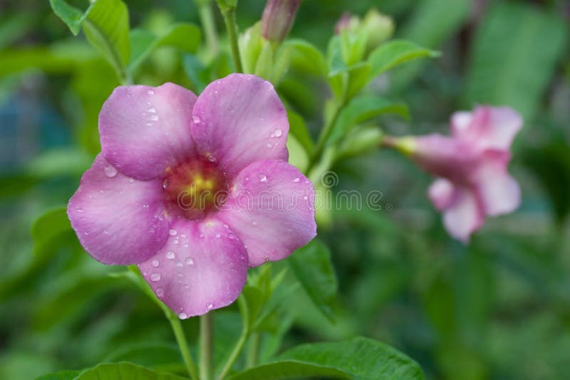 Allamanda flowers stock photo. Image of scent, soft, floral - 17490312
