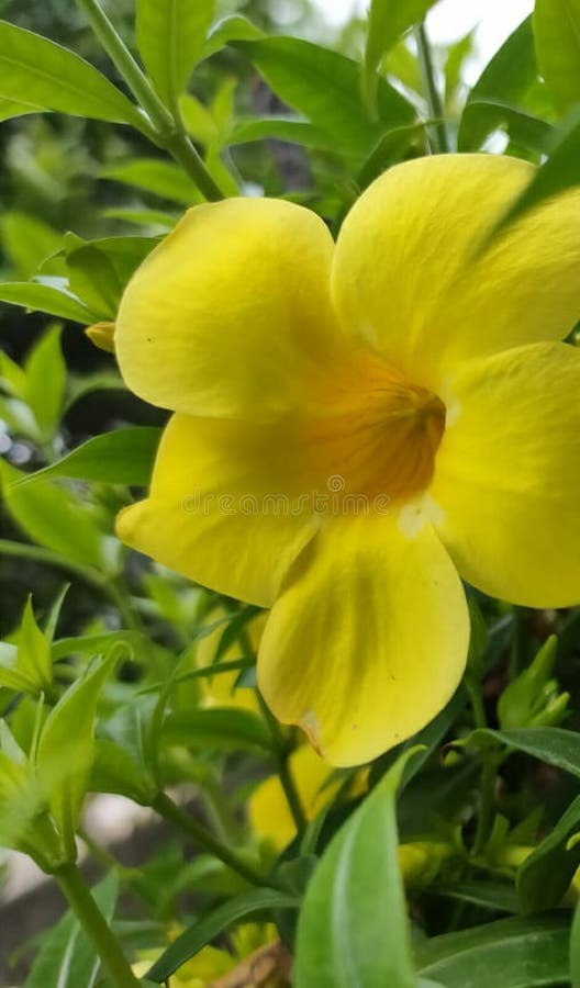 Allamanda schottii stock photo. Image of green, shrub - 206557812