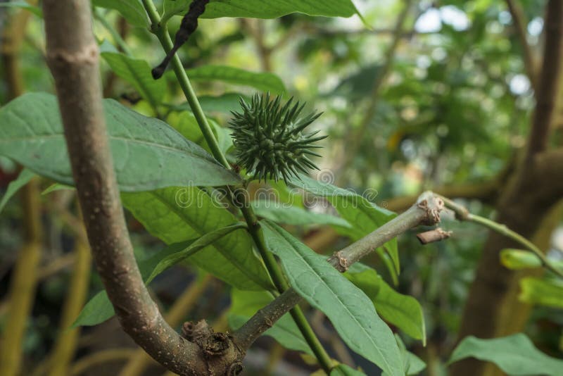 Allamanda Schottii Fruit Close Up Stock Photo - Image of color ...