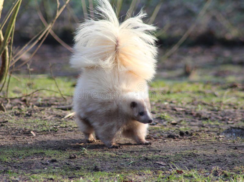 Moffetta a Strisce, Mephitis Del Mephitis, 5 Anni Fotografia Stock ...