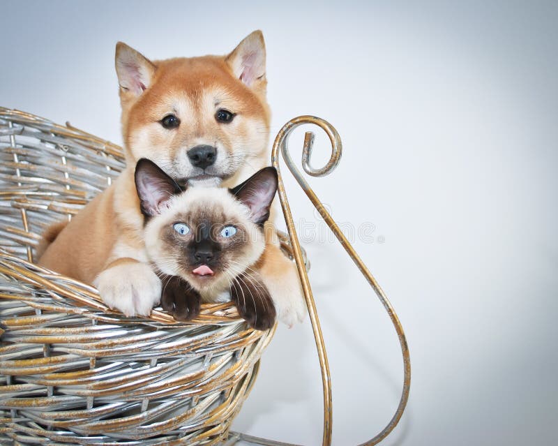 Dumme Hunde Stockfotos und Bilder - Laden Sie 47 lizenzfreie Fotos herunter