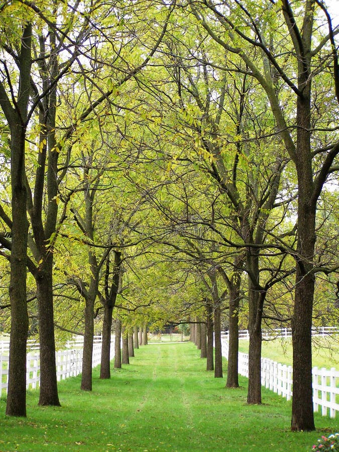 Allee stock photo. Image of leaves, fence, brown, allee - 11361996