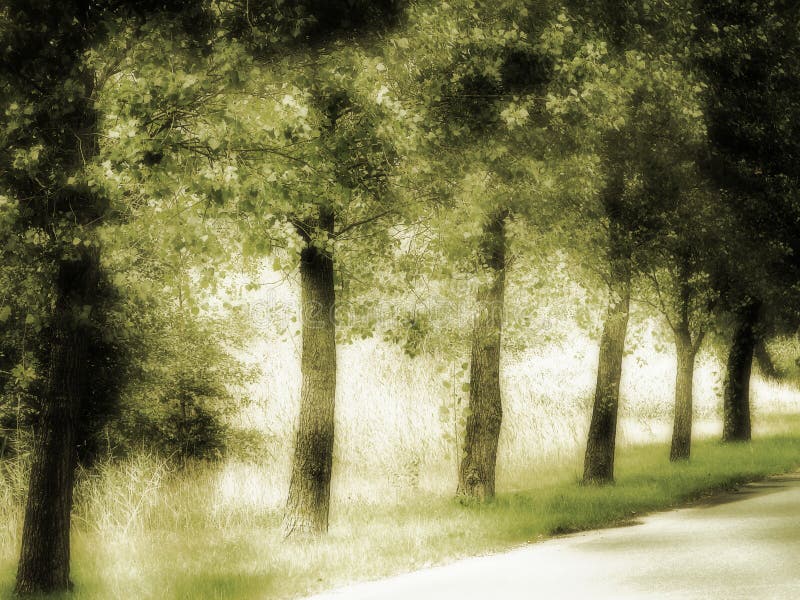 Allee stockbild. Bild von allee - 1228563