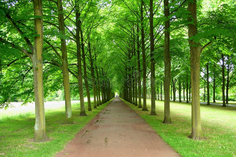 Allee stockbild. Bild von allee, heilend, rest, park - 17054245