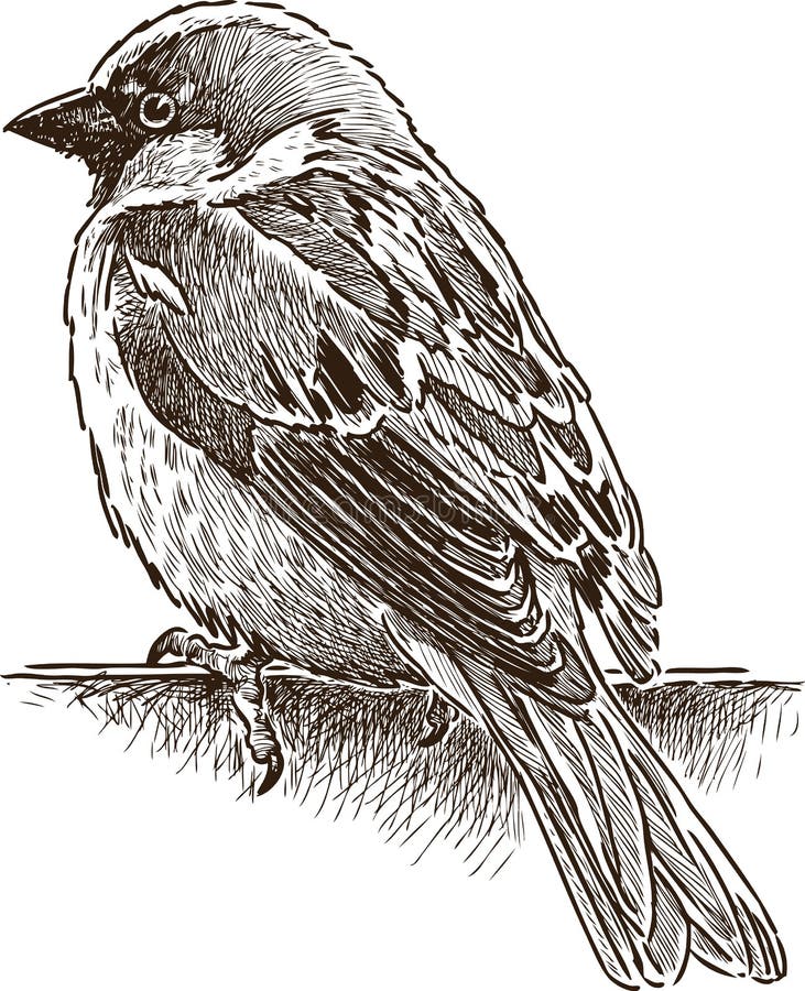 Schets van mus vector illustratie. Illustration of vogel - 33411129