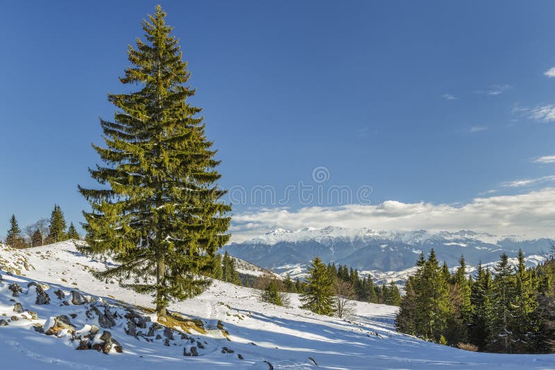 Gestalten Sie Tannenbaum Auf Einer Schneebedeckten Wiese In Den Bergen ...