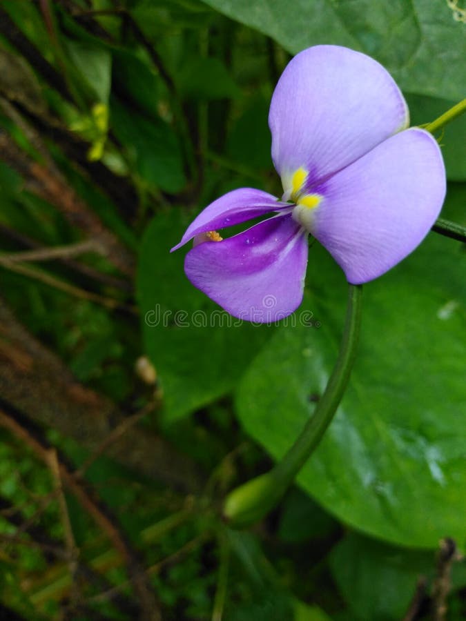 Allen face flower stock photo. Image of colour, face - 125850800