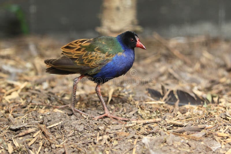 Allen gallinule stock photo. Image of animal, adult - 121436170