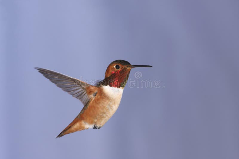 Allen s Hummingbird stock photo. Image of tiny, avian - 13411736