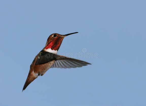 Allen s Hummingbird stock photo. Image of feathers, flying - 4795932