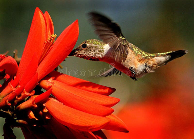 Allen s Hummingbird stock photo. Image of nectaring, flower - 8556026