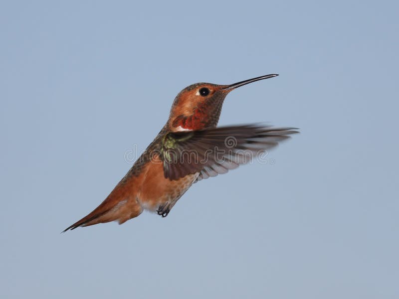 Pygmy Nuthatch stock photo. Image of outdoors, critter - 3747722