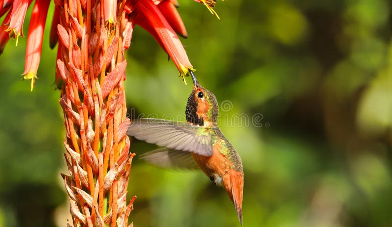 Rufous Hummingbird Feeding on Succulent Flower Stock Photo - Image of ...