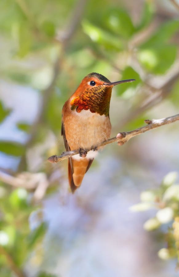 Allen s Hummingbird stock image. Image of wildlife, perched - 51413473