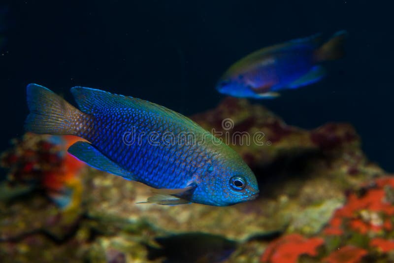 Allen s or Neon Damselfish stock photo. Image of fish - 13482994