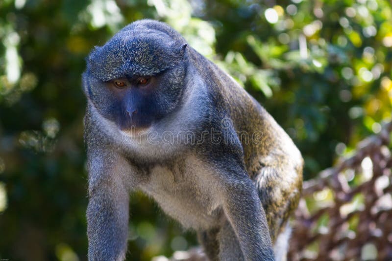Allen s Swamp Monkey stock photo. Image of swamp, monkey - 22916188