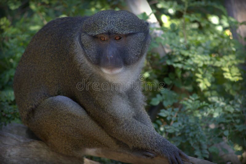 Allen S Swamp Monkey Up Close in a Forest Stock Photo - Image of ...
