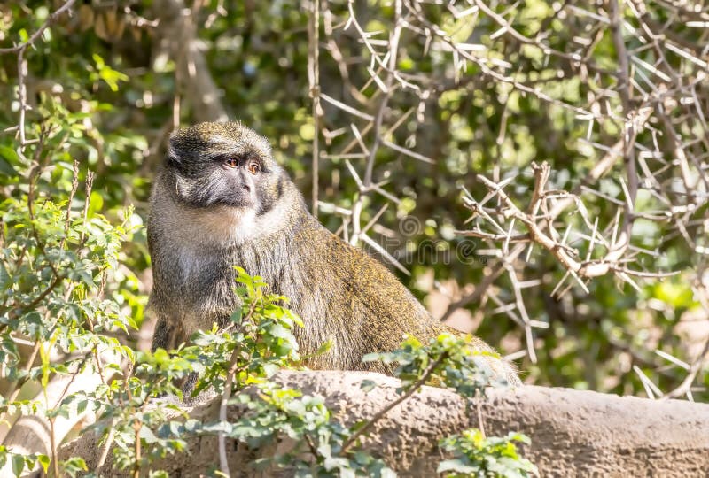 Allen Swamp Monkey on Rock stock photo. Image of resting - 106810336