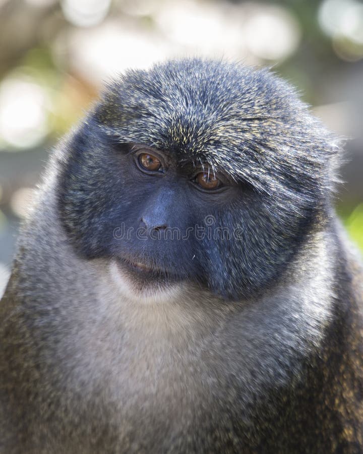 Allens Swamp Monkey (Allenopithecus Nigroviridis) Stock Image - Image ...