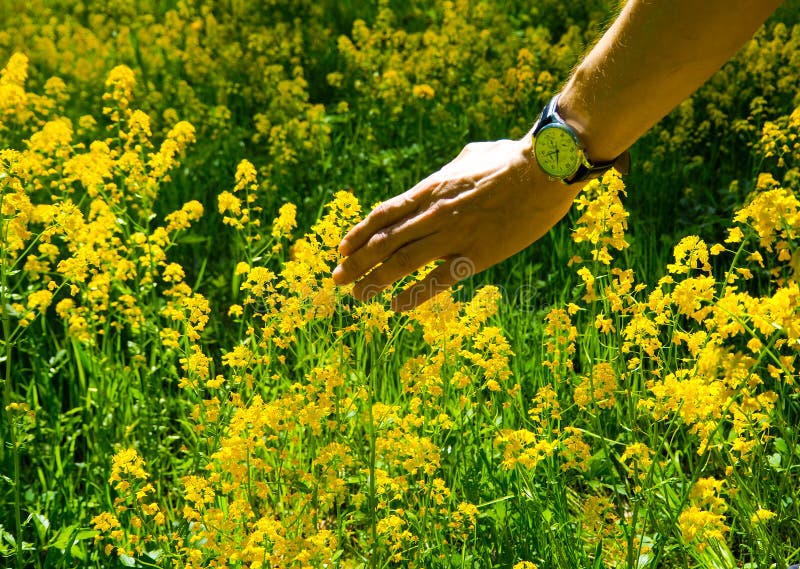 Allergic Reactions To Spring Flowers, Pollen Stock Photo - Image of ...