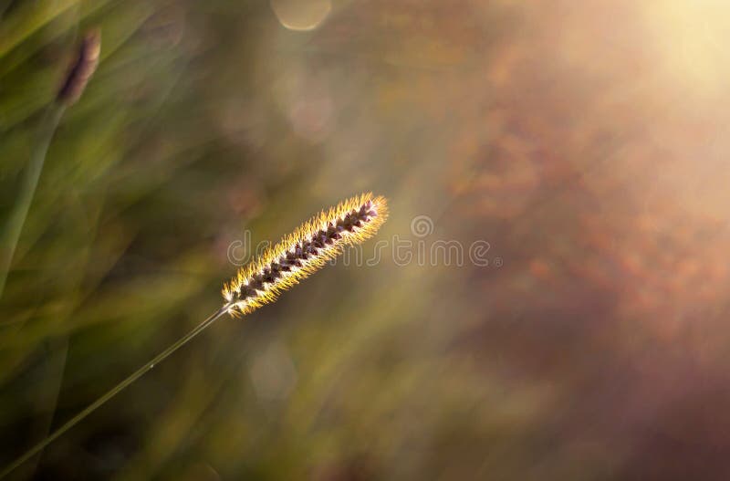 Allergy concept stock photo. Image of space, allergy - 82683266