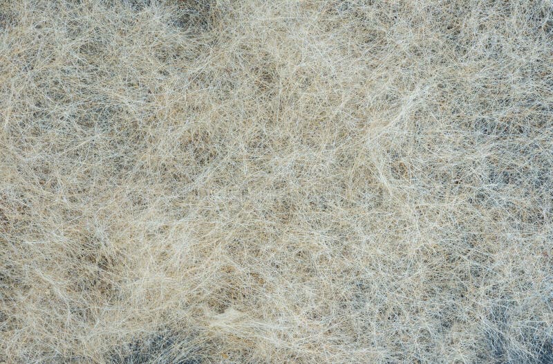 Allergy dirty fur stock image. Image of abstract, random - 31379731