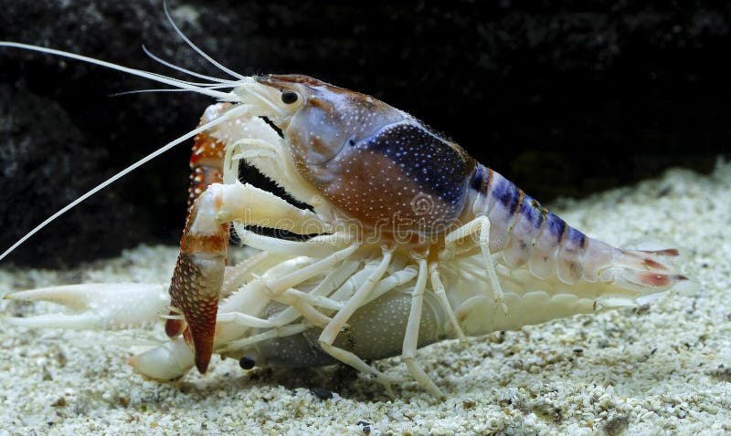 Allevamento Del Gambero in Acquario Immagine Stock - Immagine di colore ...