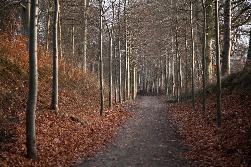 Alley stock image. Image of danish, tree, rural, nature - 12781963