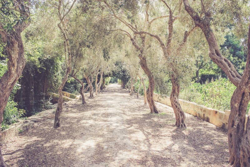 Alley in the Ancient Forest on Malta Stock Image - Image of natural ...