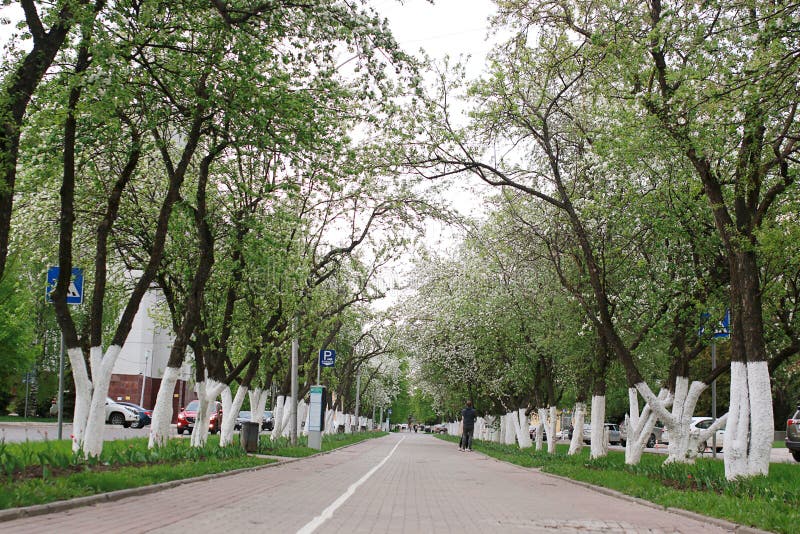 Alley of Apple Trees Blooming in Early Spring Stock Photo - Image of ...