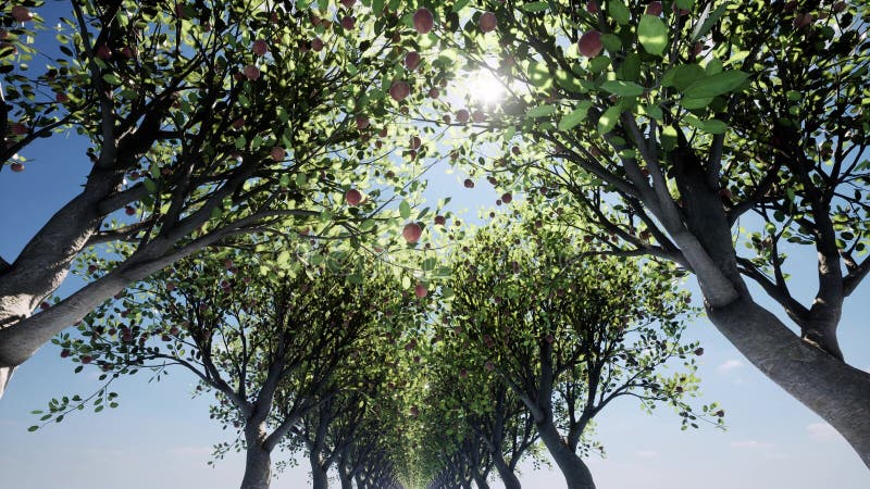 Alley of Apple Trees Sunny Weather 3d Stock Illustration - Illustration ...