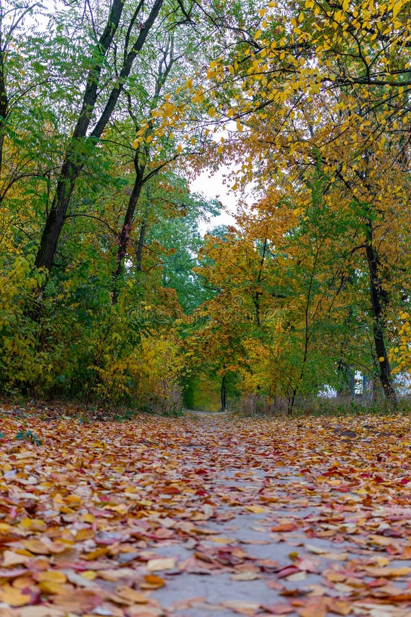 Alley in the Autumn Park. Bottom Point View Stock Photo - Image of ...