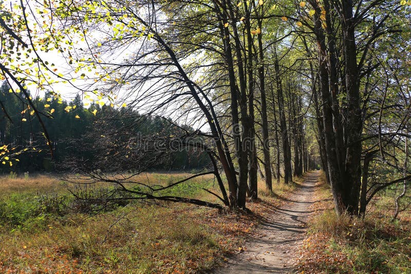 Alley of Autumn Trees, a Path Going into the Distance among the Trees ...