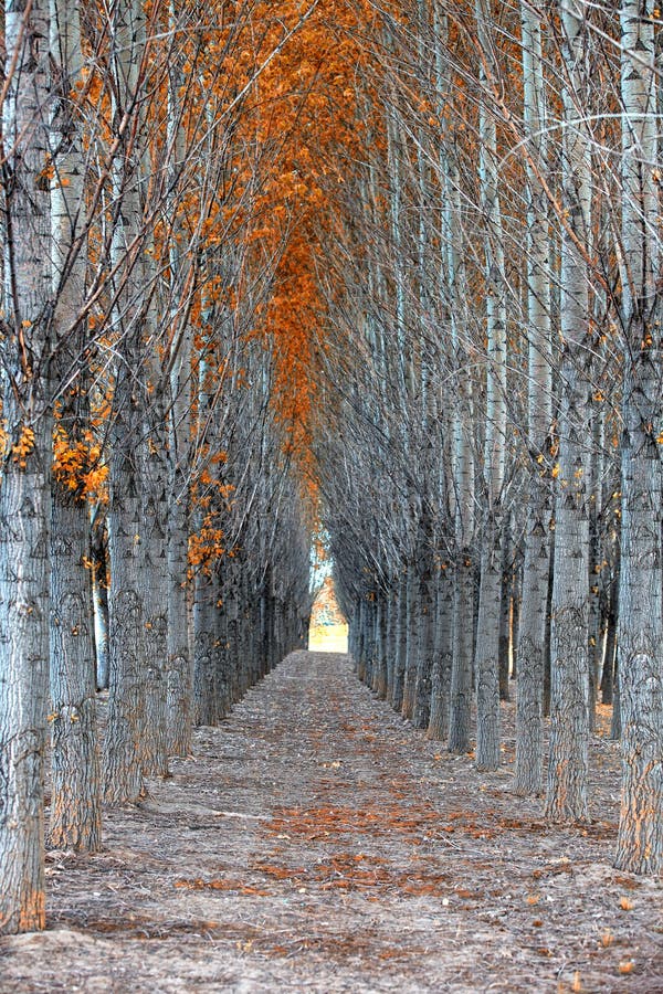 Alley through autumn trees stock image. Image of autumn - 142598625