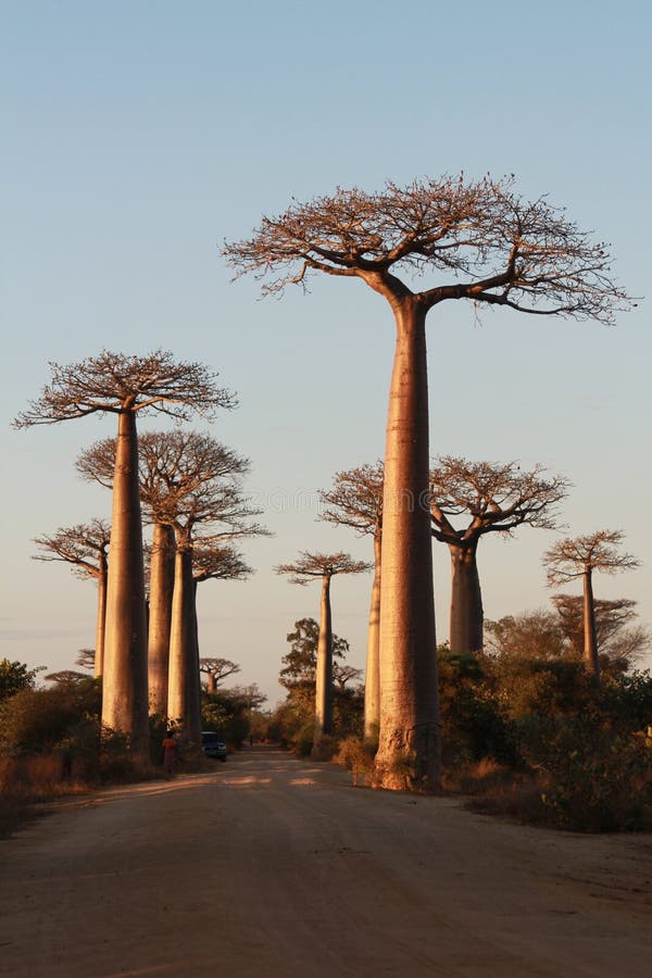 Alley of Baobab, Morondava, Madagascar Stock Photo - Image of alley ...