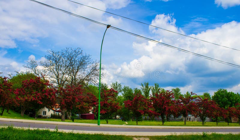 Alley with Beautiful Red Flowering Trees. Background. Stock Photo ...