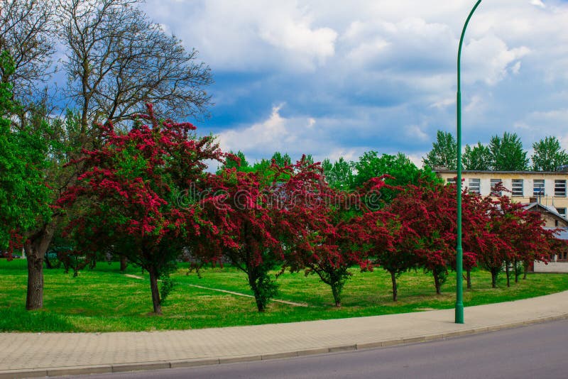 Alley with Beautiful Red Flowering Trees. Background. Stock Image ...